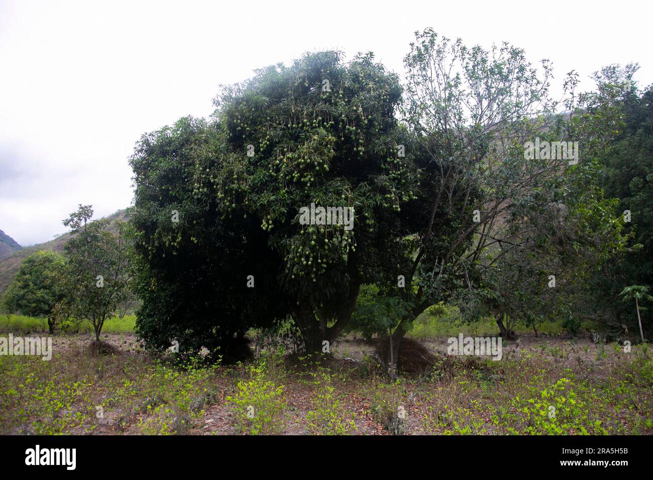 Organic mango plantation in the Peruvian jungle Stock Photo - Alamy