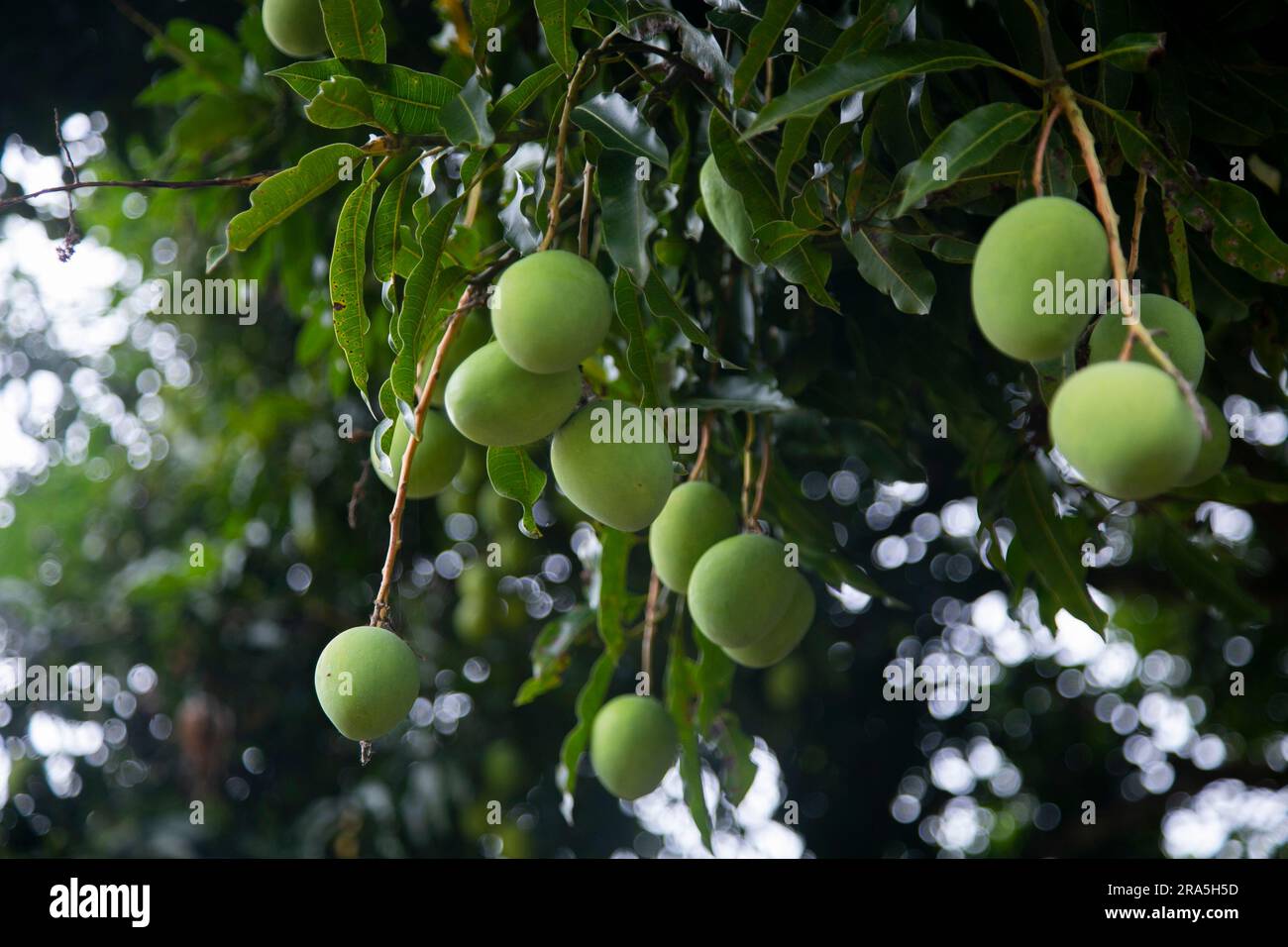 Organic mango plantation in the Peruvian jungle Stock Photo - Alamy