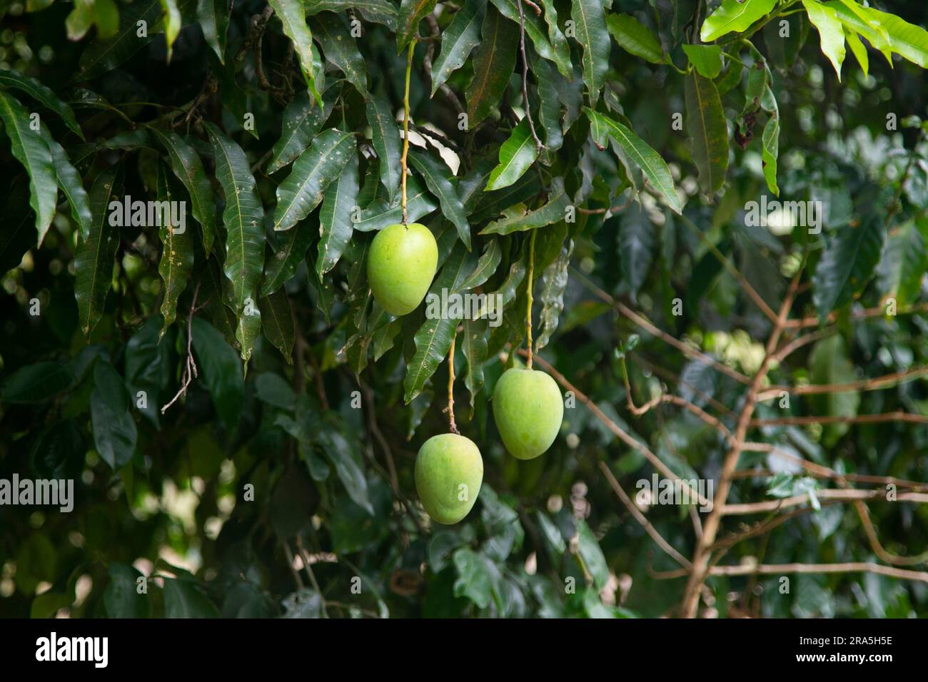 Mango plantation hi-res stock photography and images - Alamy