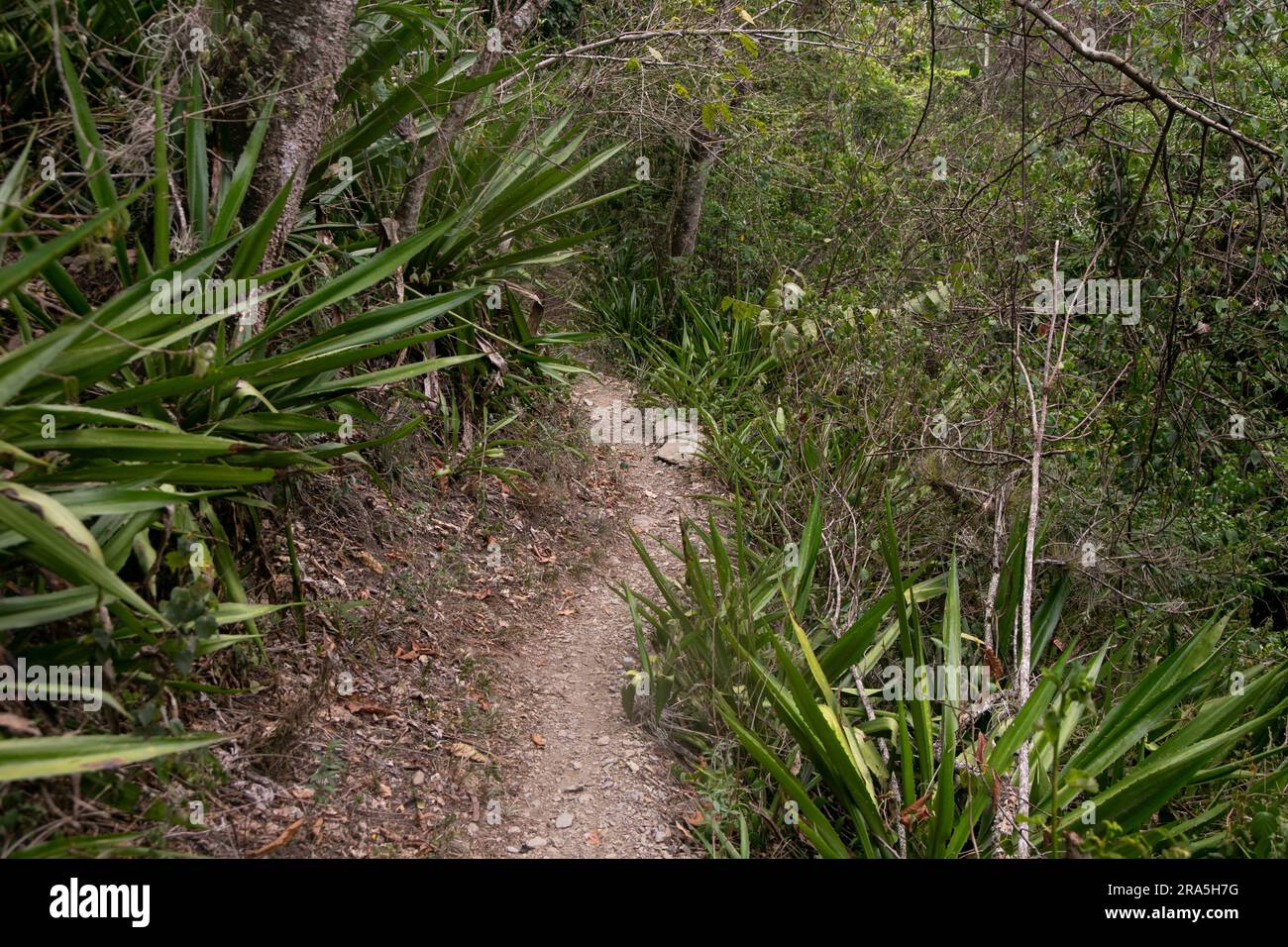 Hiking through the Peruvian jungle near the Vilcanota river in the town ...