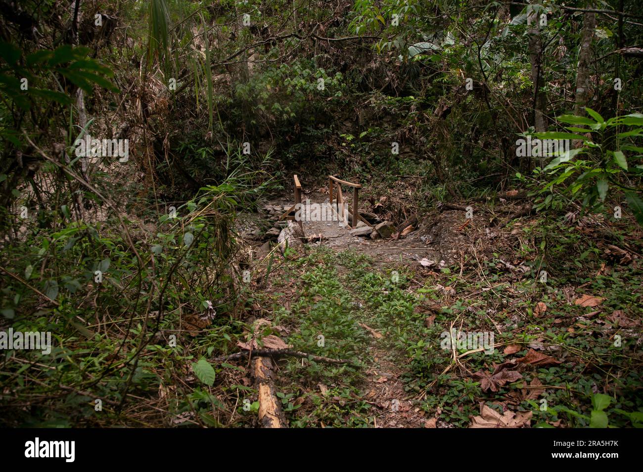 Hiking through the Peruvian jungle near the Vilcanota river in the town ...