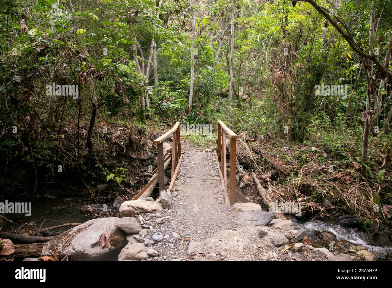 Hiking through the Peruvian jungle near the Vilcanota river in the town ...