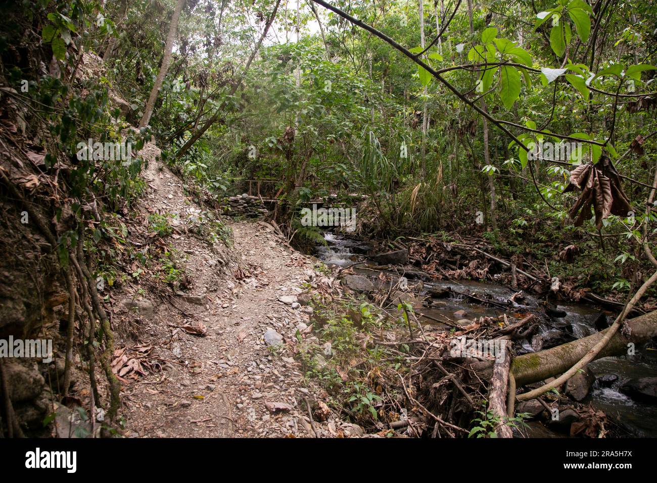Hiking through the Peruvian jungle near the Vilcanota river in the town ...