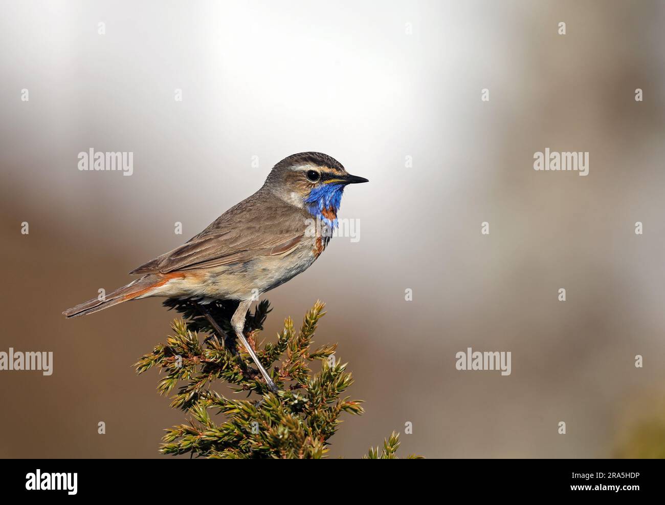 Luscinia luscinia sweden hi-res stock photography and images - Alamy