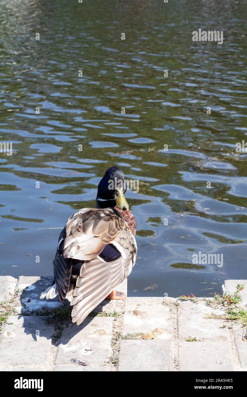 Male duckling hi-res stock photography and images - Alamy