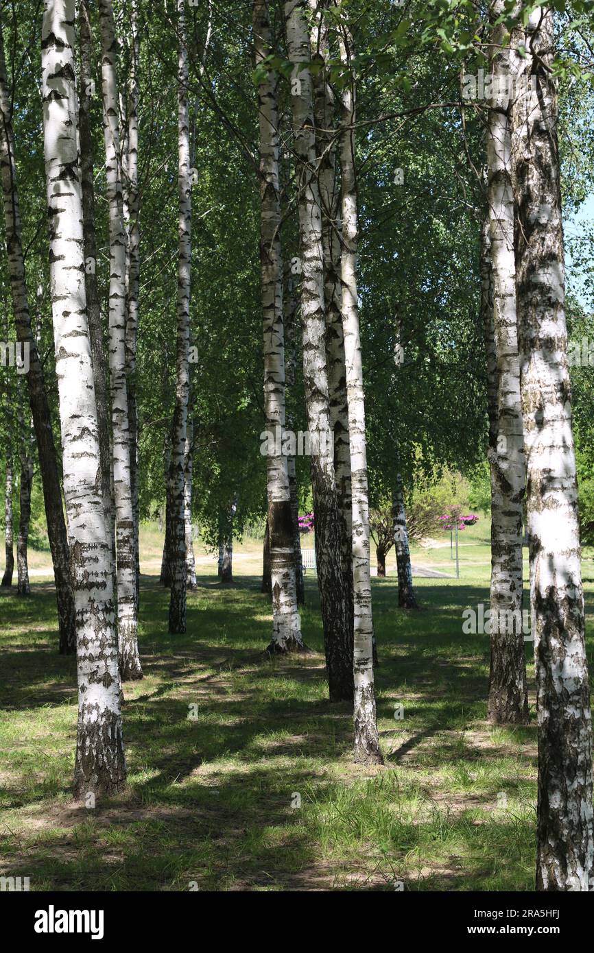 photo trunks of young birch trees with green foliage Stock Photo - Alamy