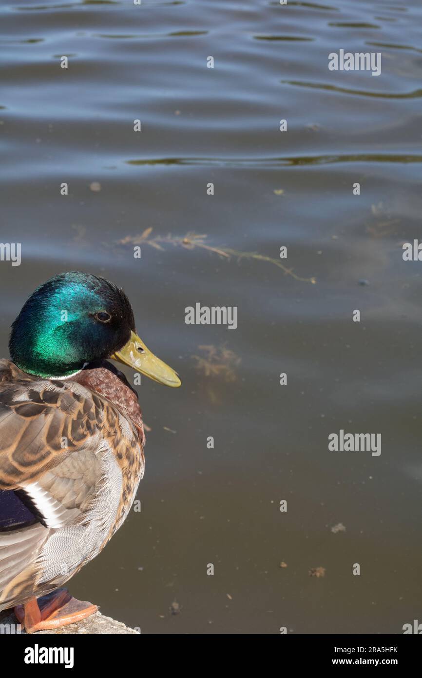 photo of a male duck standing by the water and looking into the water ...