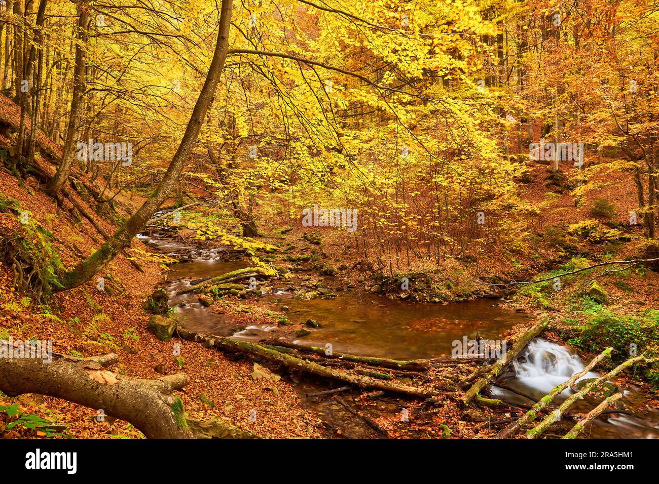 Autumn river creek in forest park in October landscape Stock Photo - Alamy