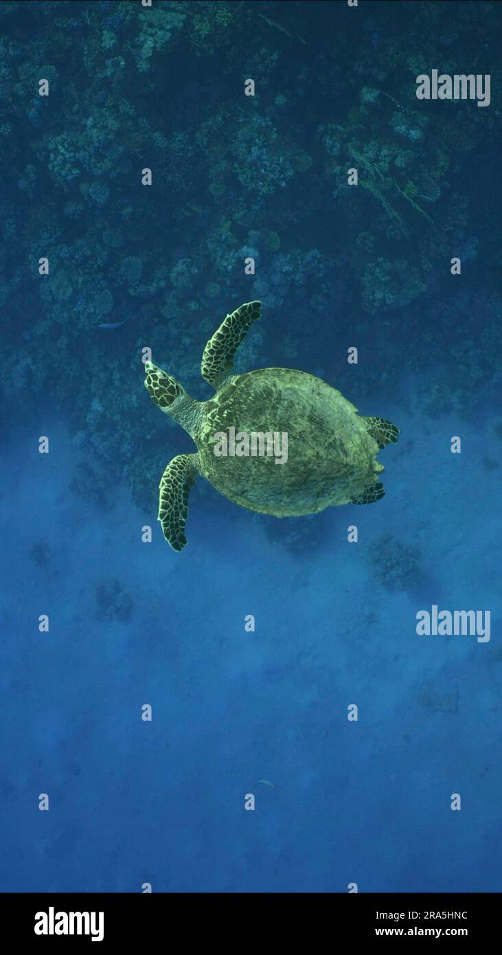 Top view of Hawksbill Sea Turtle (Eretmochelys imbricata) or Bissa ...
