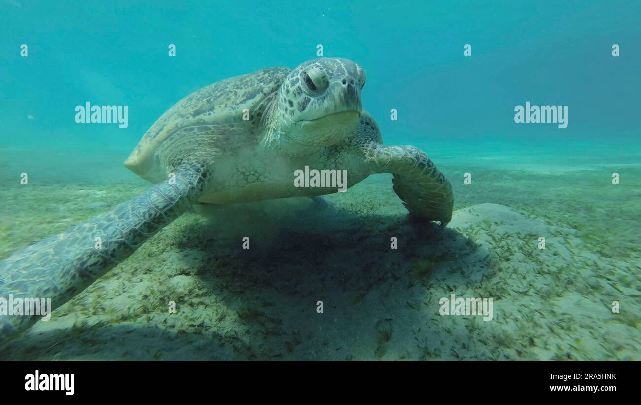 Underwater view red green algae hi-res stock photography and images - Alamy