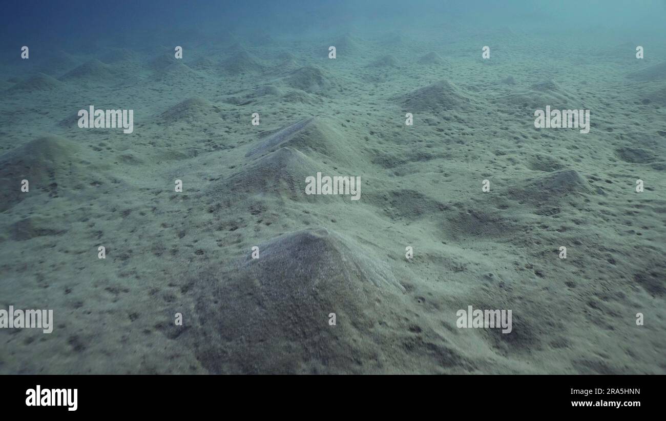 Sandy silty bottom covered with sand hills, Camera moving forwards ...