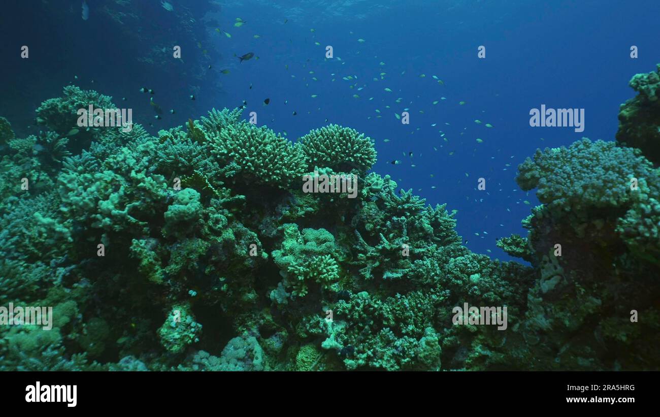 Beautiful tropical coral reef in coral garden in blue deep sea colorful ...