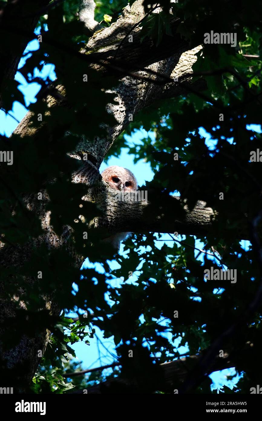Owl june hi-res stock photography and images - Alamy