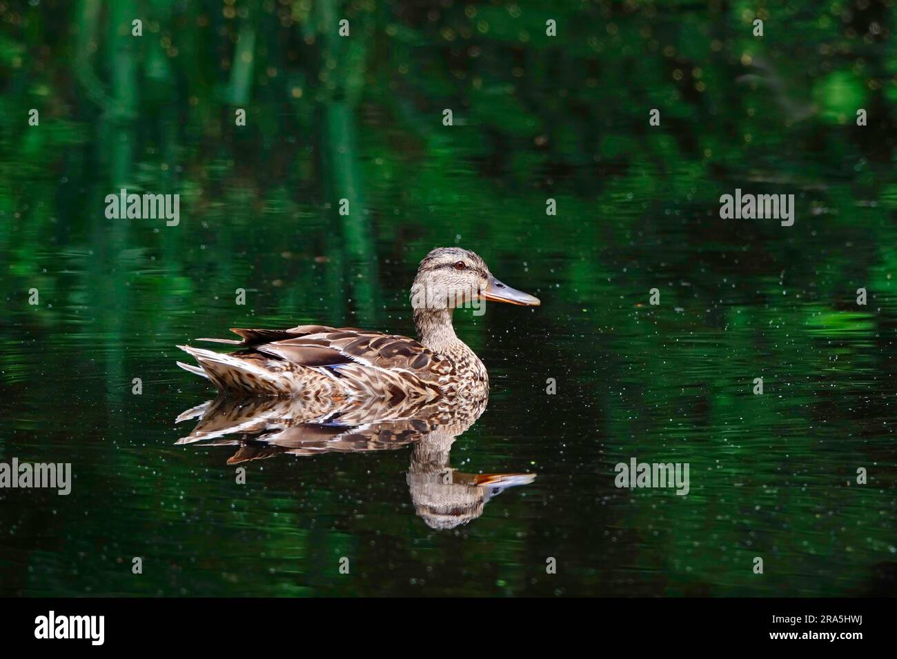 German duck hi-res stock photography and images - Alamy