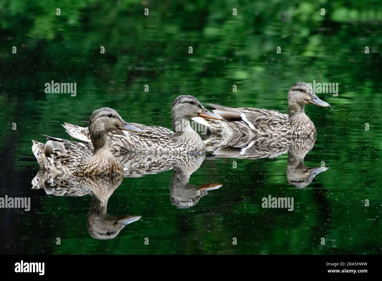 German duck hi-res stock photography and images - Alamy