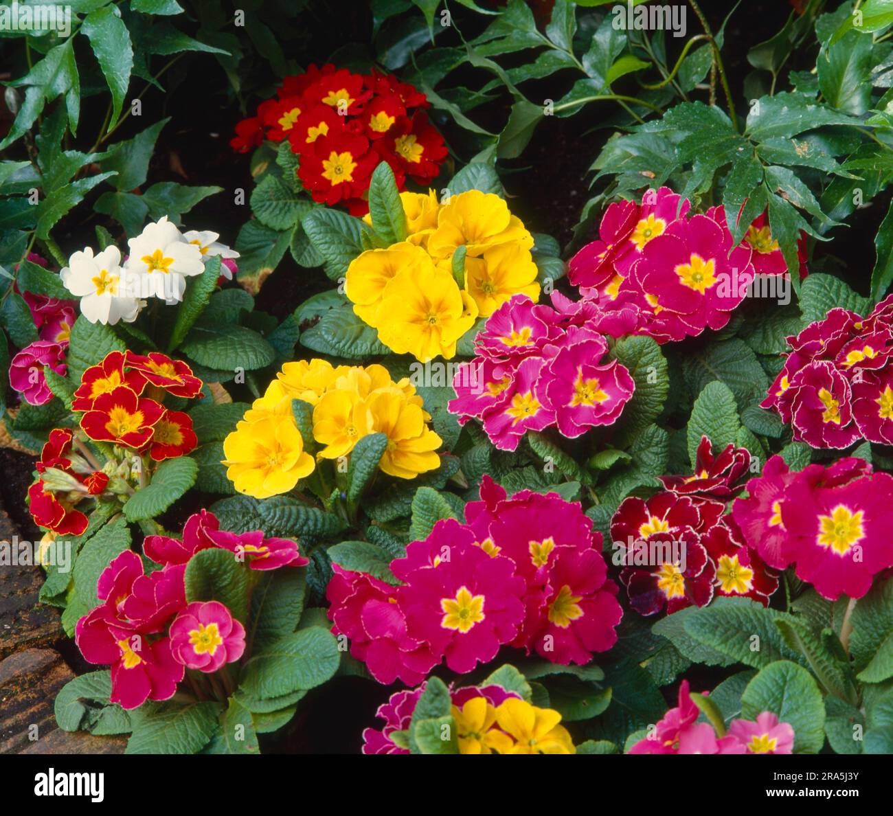 Primroses spring garden hi-res stock photography and images - Alamy