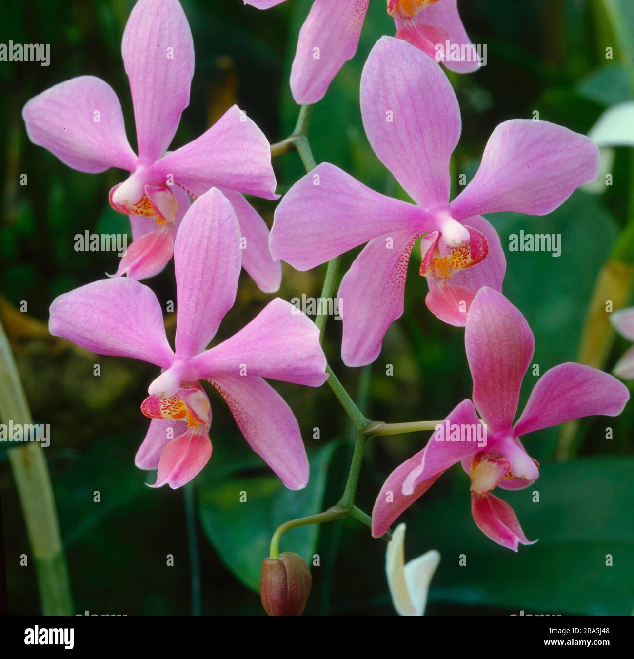 Orchid (Phalaenopsis Hybrid) Malay Flower Stock Photo - Alamy