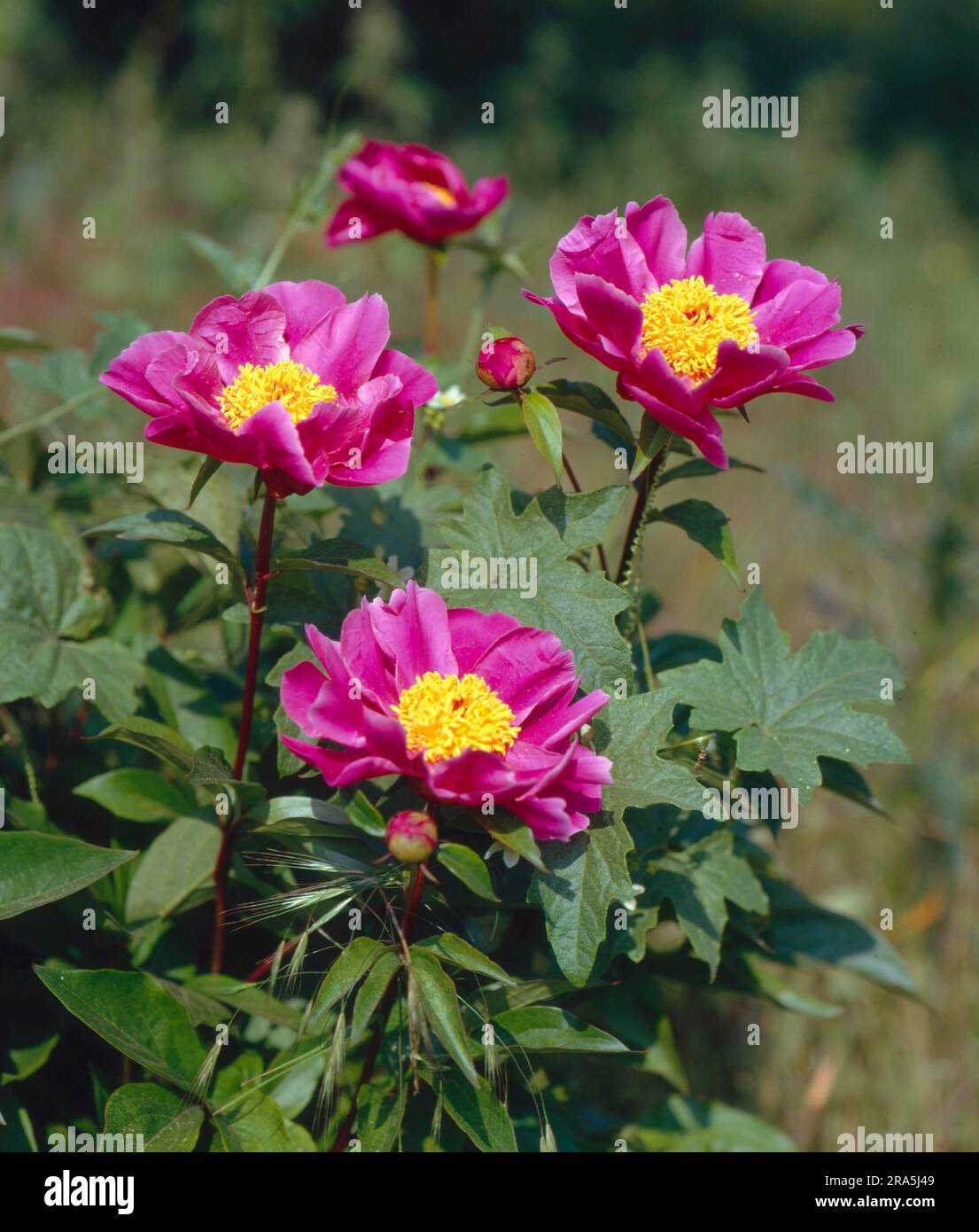 European peony (Paeonia officinalis), Benedictine rose, true peony ...