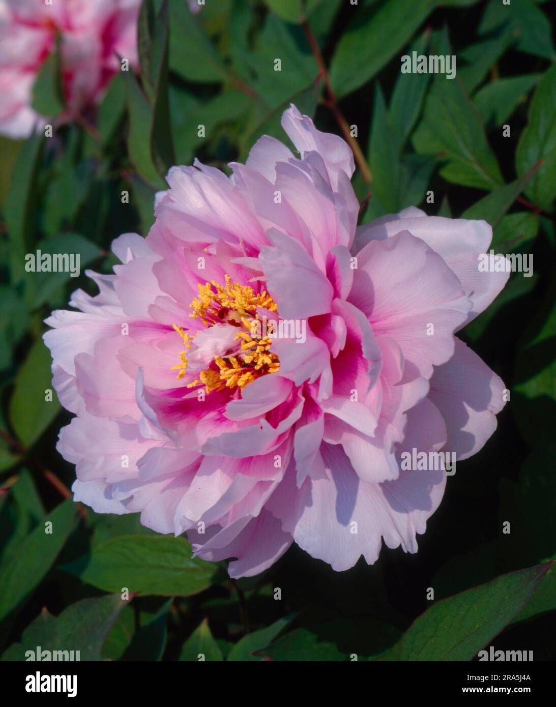 European peony (Paeonia officinalis), Benedictine rose, true peony ...