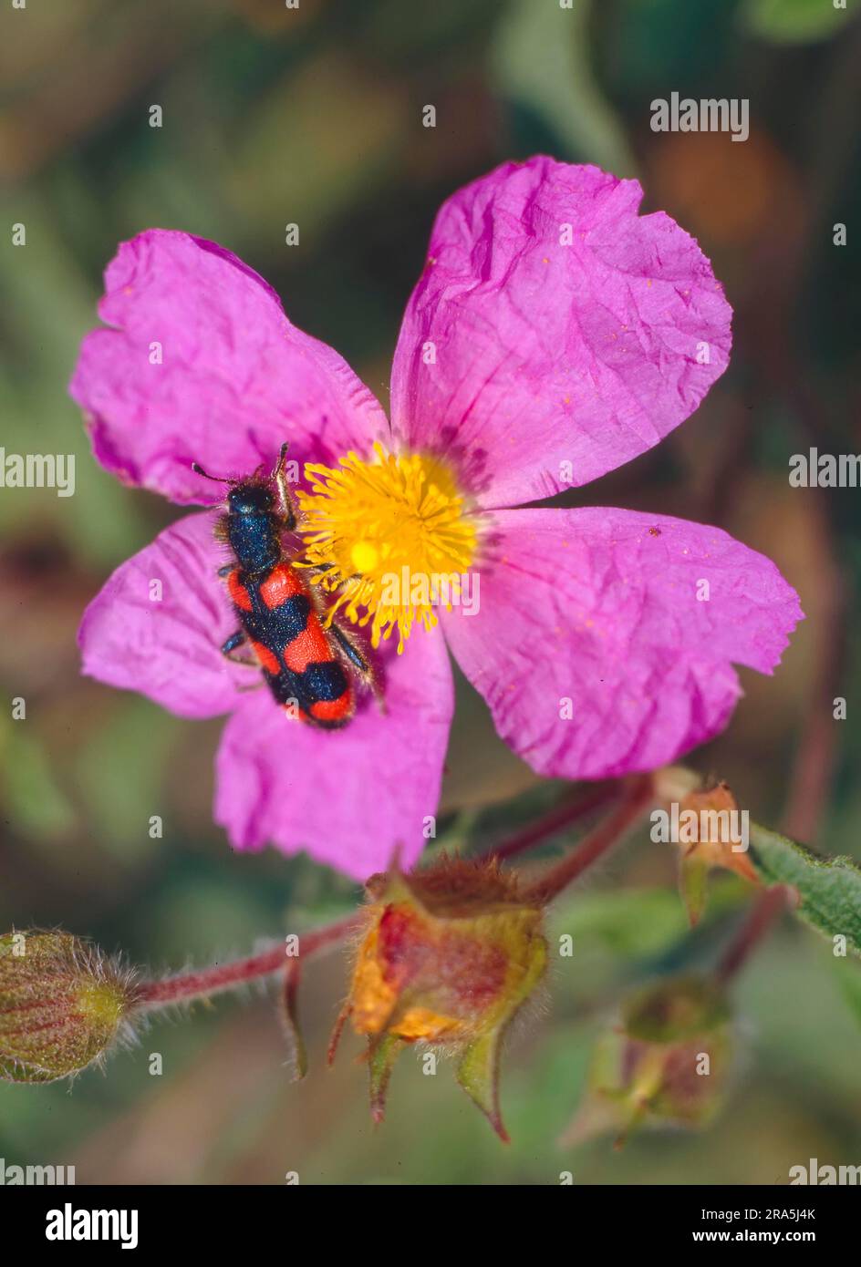 Beetle (Trichodes apiarius), immen beetle, immen wolf, bee wolf on ...