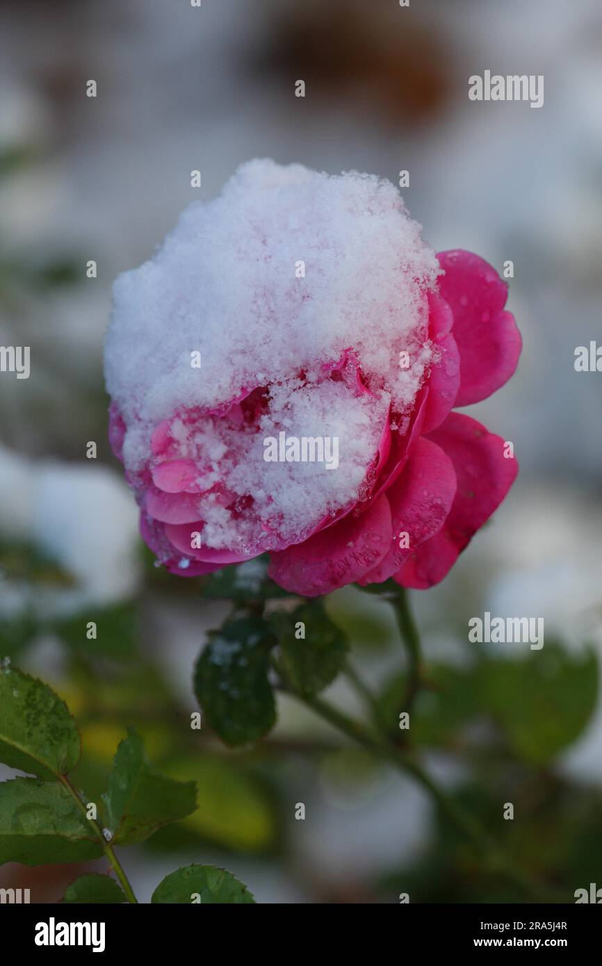 Red rose with snow Stock Photo - Alamy