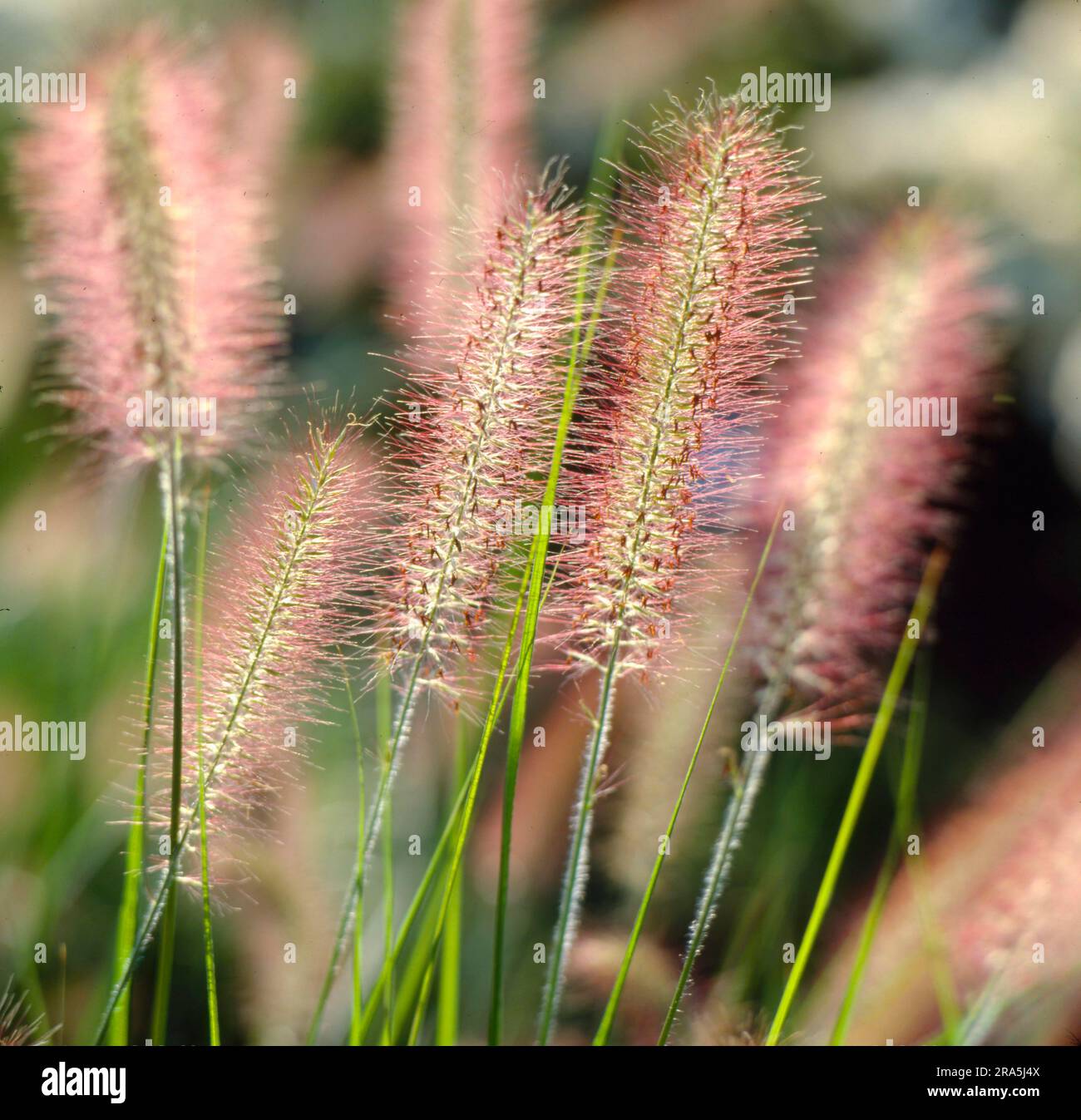 Pipe grass, lamplicker grass (Pennisetum alopecuroides), feather ...