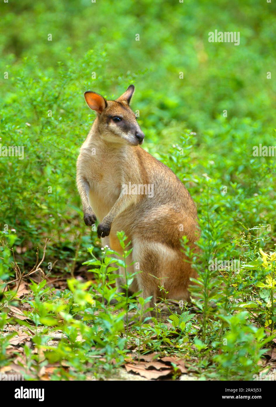 Antelope Kangaroo, common wallaroo (Macropus robustus Stock Photo - Alamy
