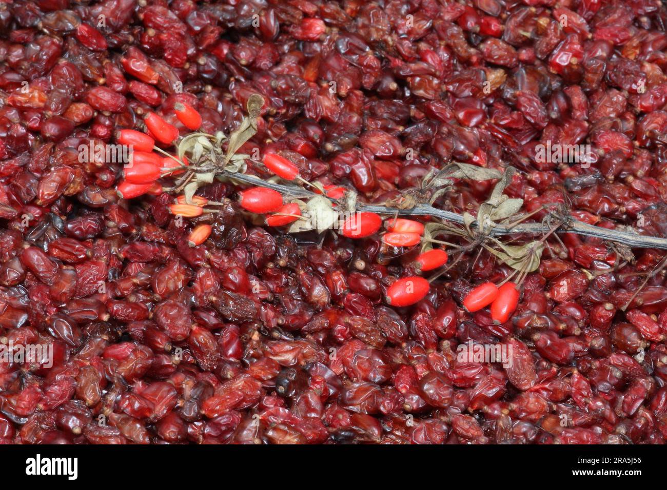 Dried barberry fruit Stock Photo - Alamy