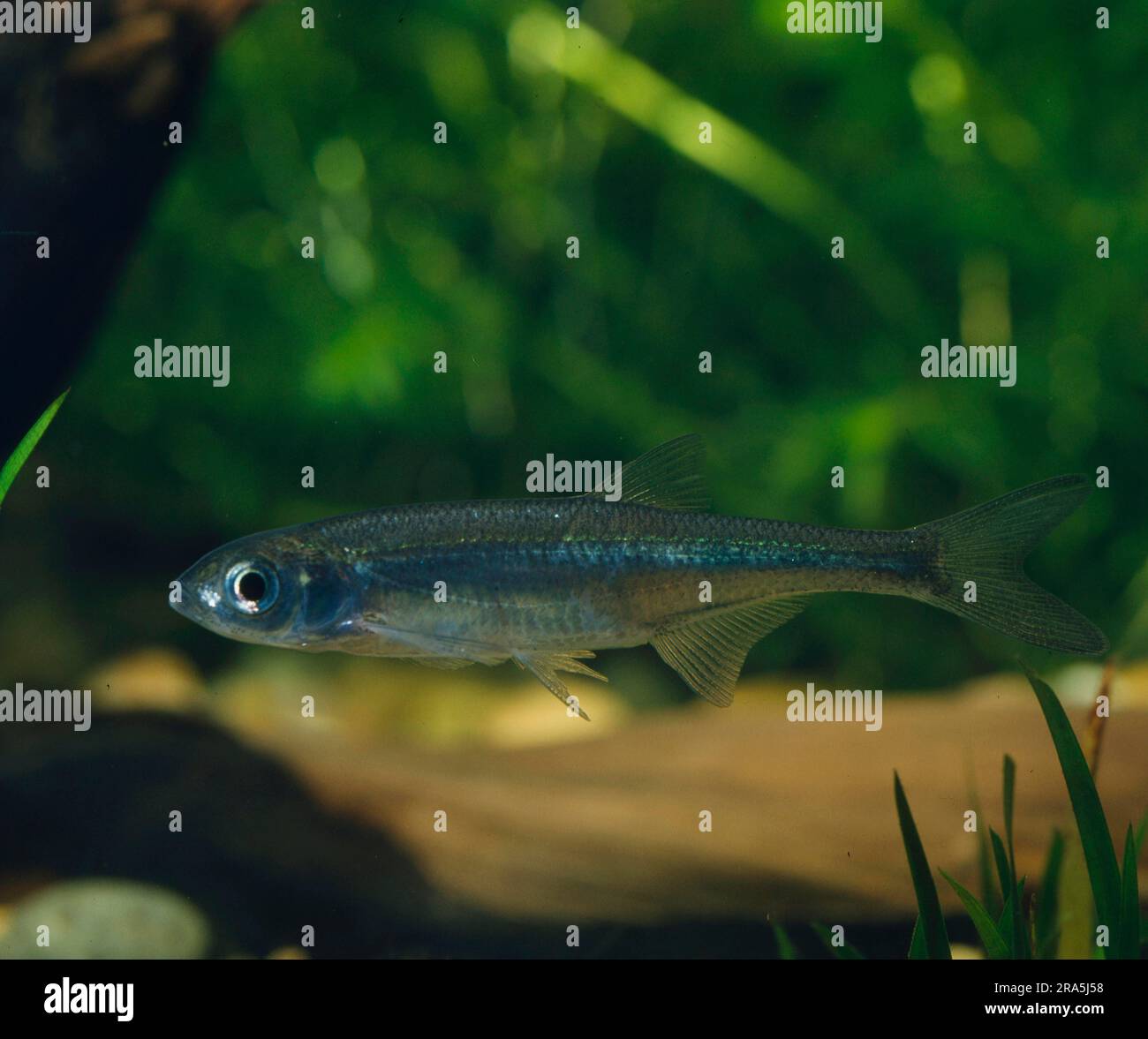 Belica (Leucaspius delineatus Stock Photo - Alamy