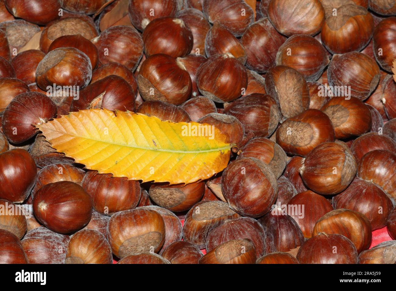 Sweet chestnut fruit Stock Photo - Alamy