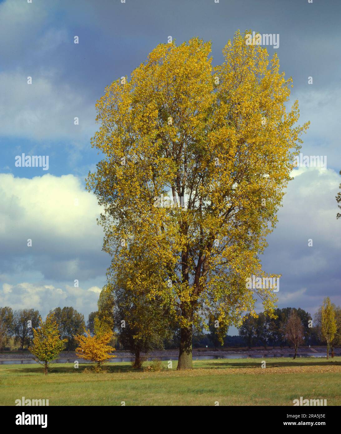 Abele tree hi-res stock photography and images - Alamy