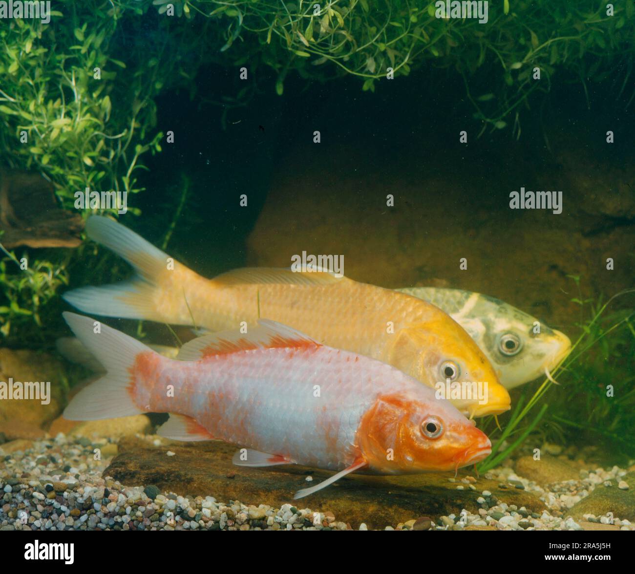 Underwater carp hi-res stock photography and images - Alamy