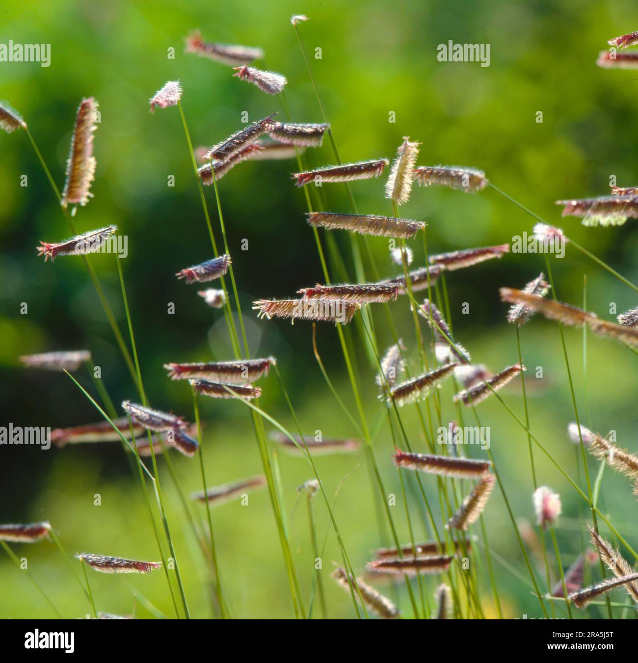 Hairy mosquito hi-res stock photography and images - Alamy