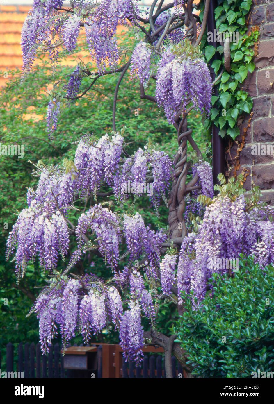 Chinese wisteria (Wisteria sinensis), wisterias (Wisteria), wisteria ...