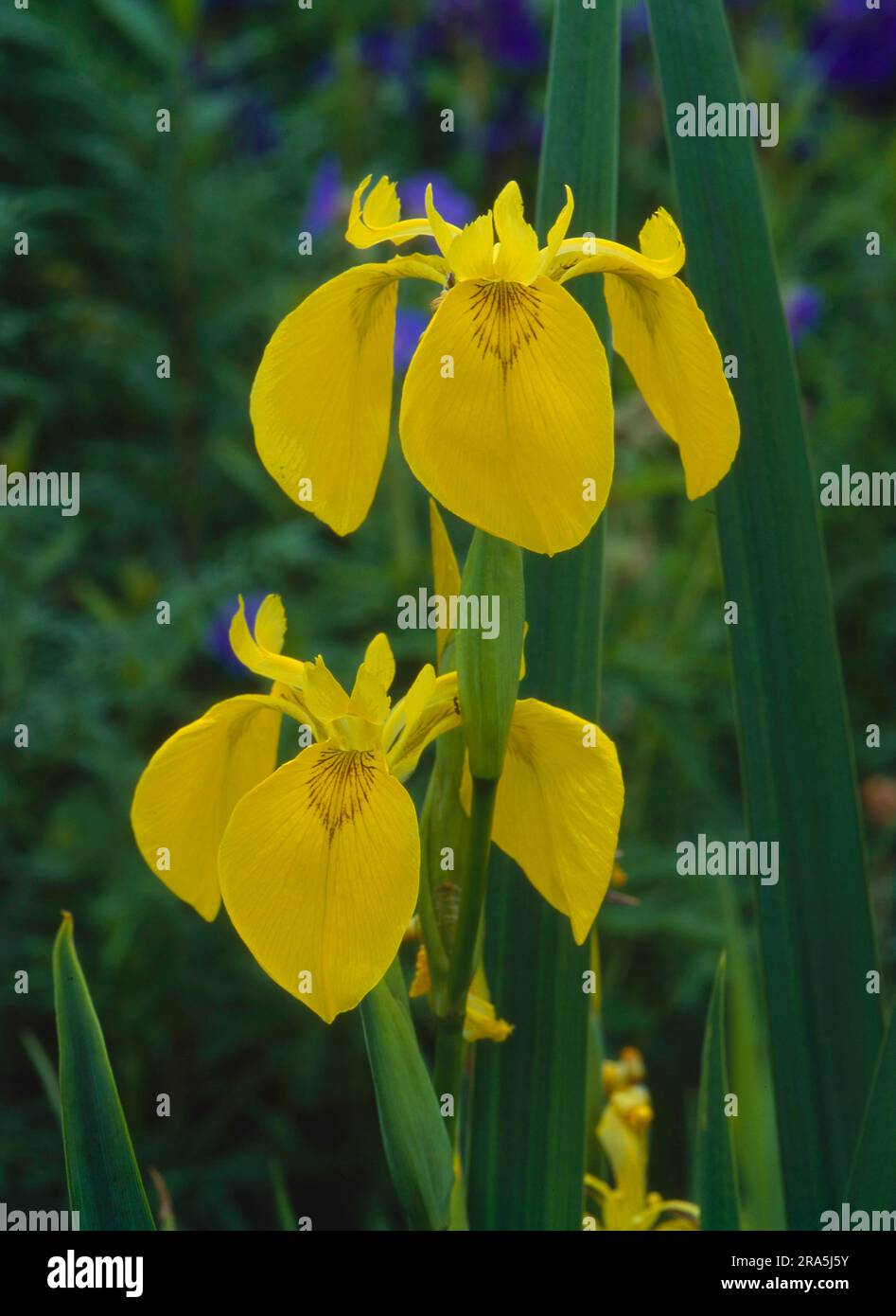 Irisa hi-res stock photography and images - Alamy