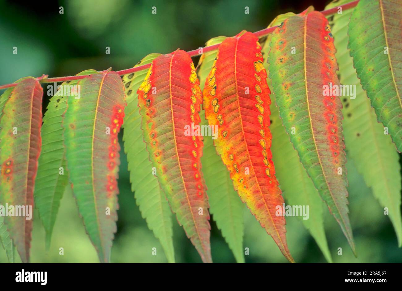 Vinegar tree, staghorn sumac (Rhus hirta Stock Photo - Alamy