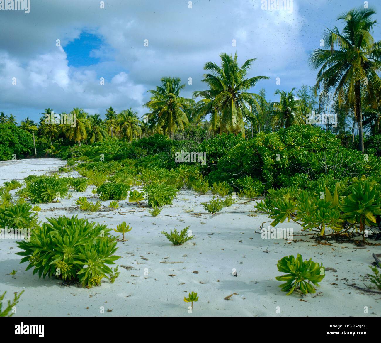 Primeval ocean hi-res stock photography and images - Alamy