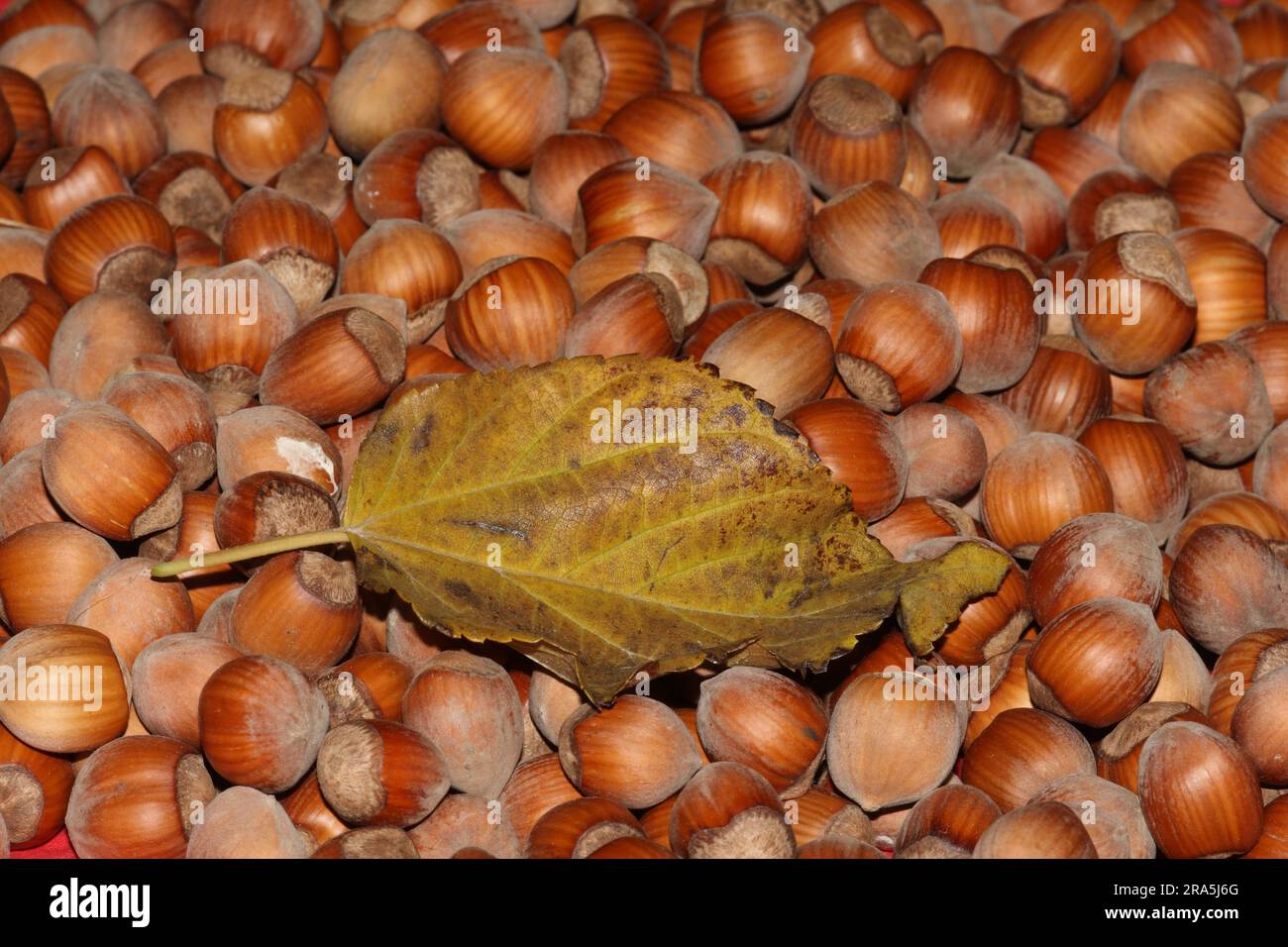Hazel nut fruit hi-res stock photography and images - Alamy