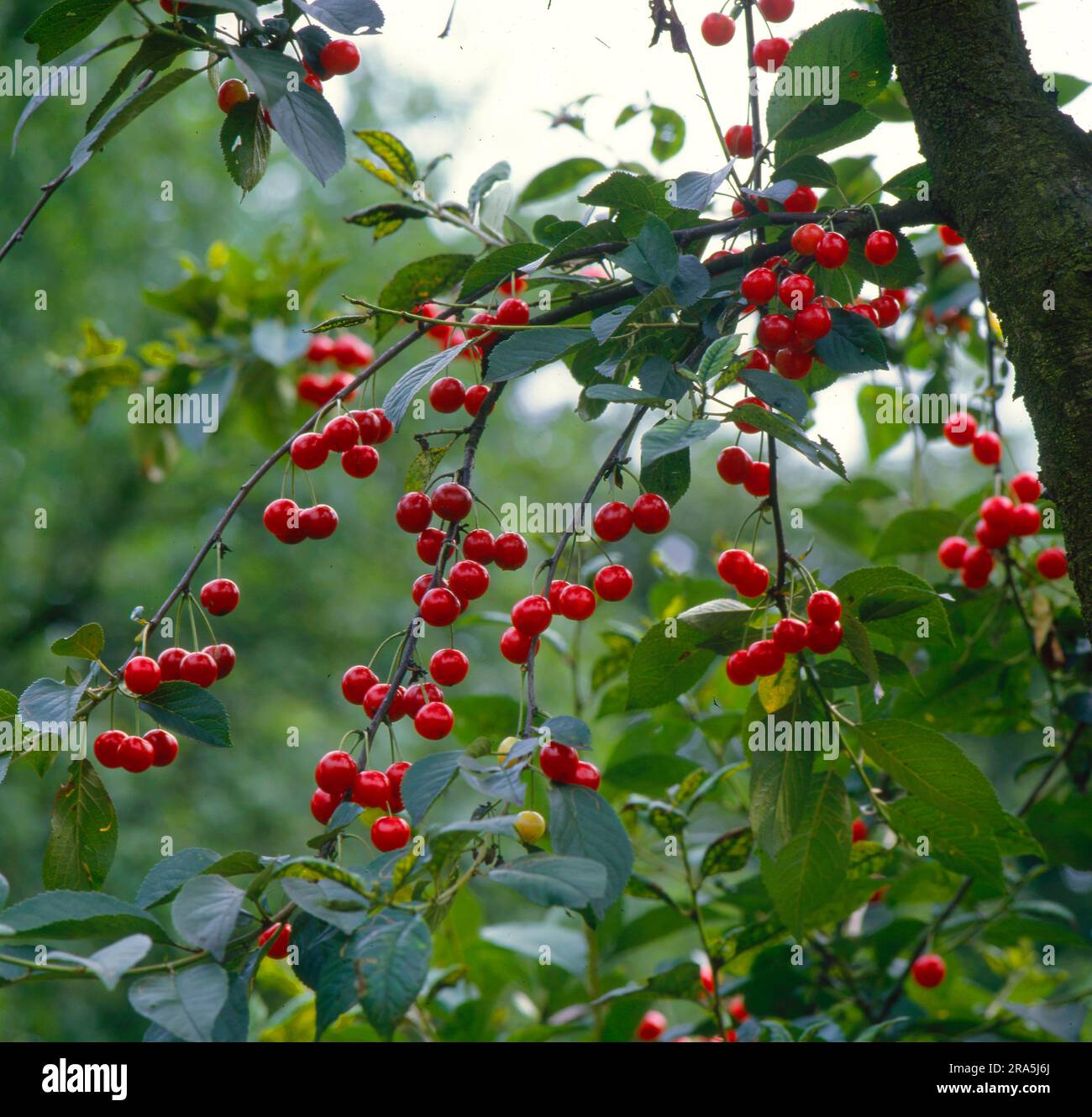 Morello cherry tree hi-res stock photography and images - Alamy