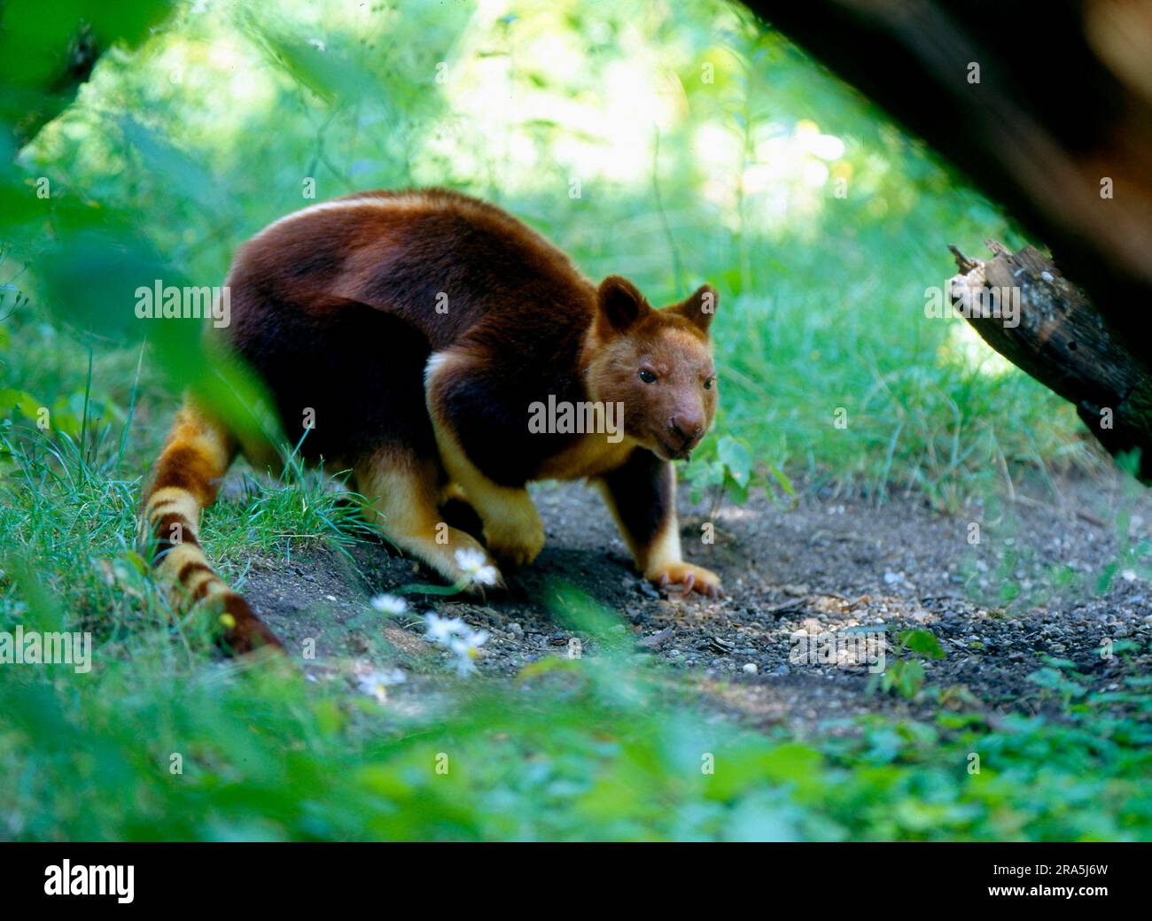 Bennett's tree kangaroo, doria's tree-kangaroo (Dendrolagus dorianus ...