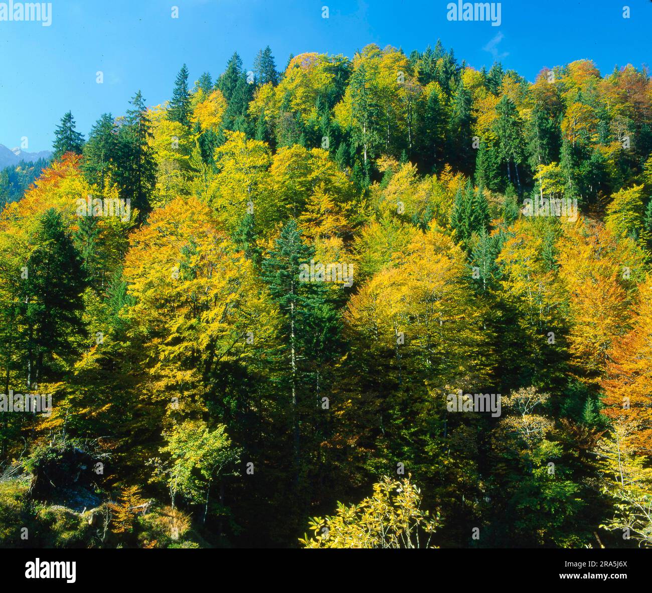 Blaze of autumn colour hi-res stock photography and images - Alamy