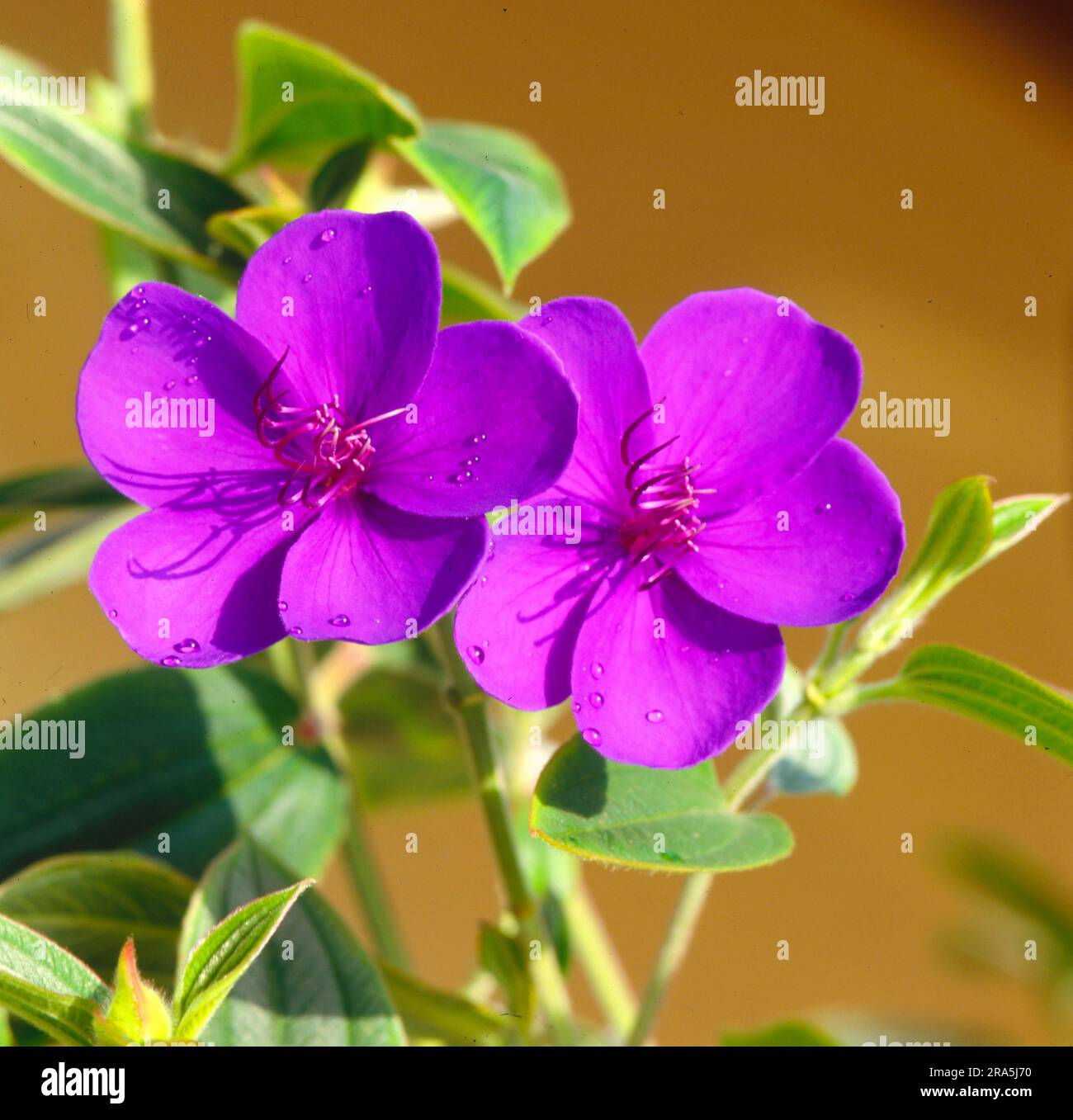 princess-shrub-tibouchina-tibouchian-urvilleana-stock-photo-alamy
