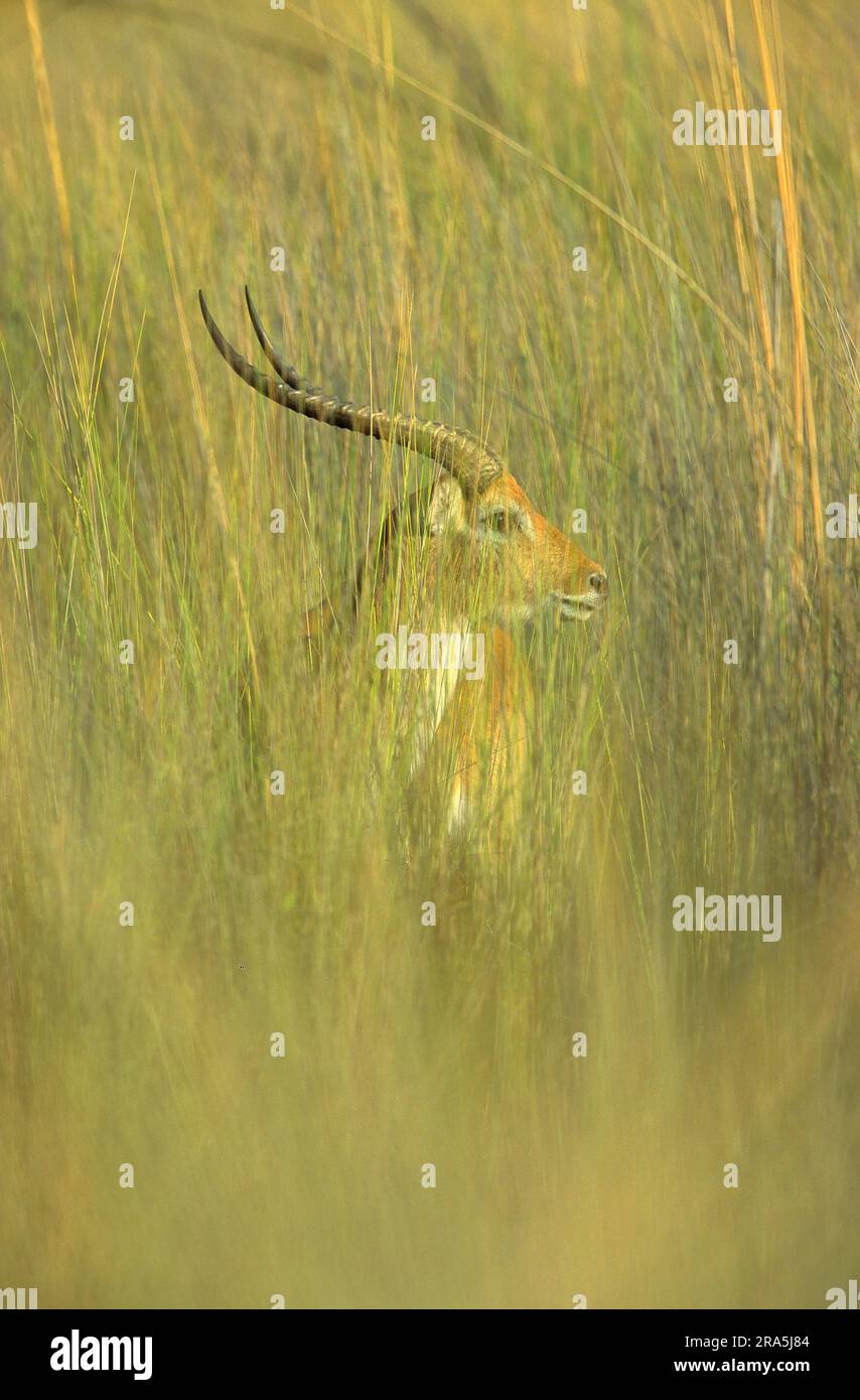 Bog horn hi-res stock photography and images - Alamy