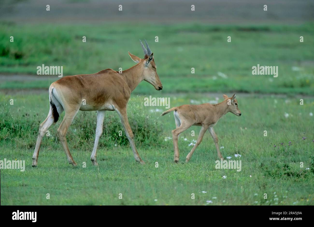 Cow antelope, hartebeest (Alcelaphus buselaphus) with young animal ...