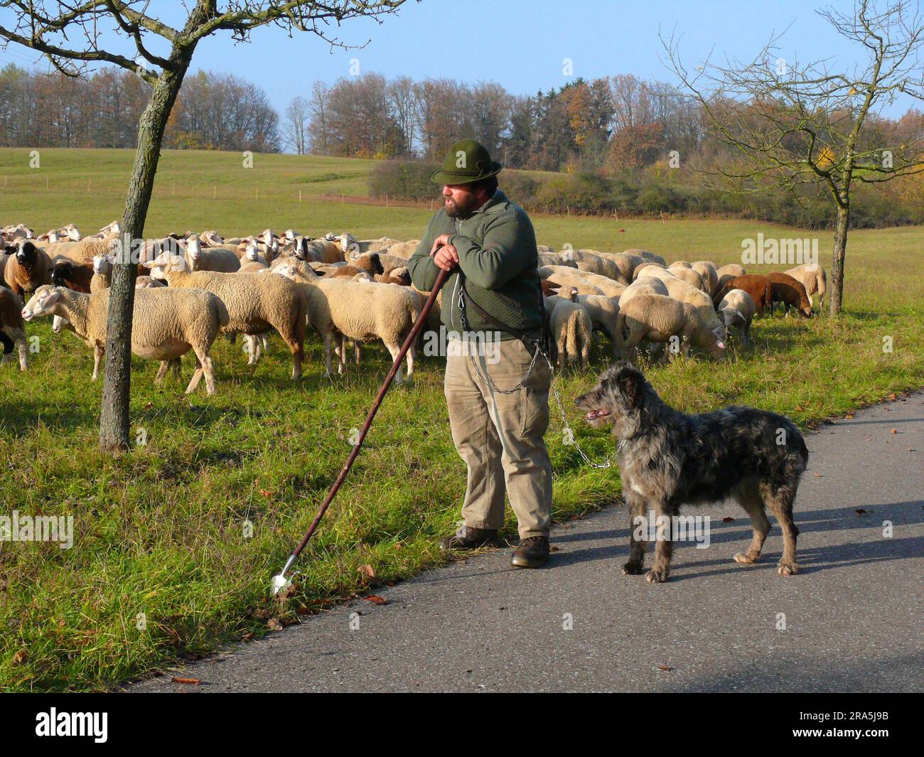 Shepherd with flock of sheep, flock of sheep on pasture, near ...
