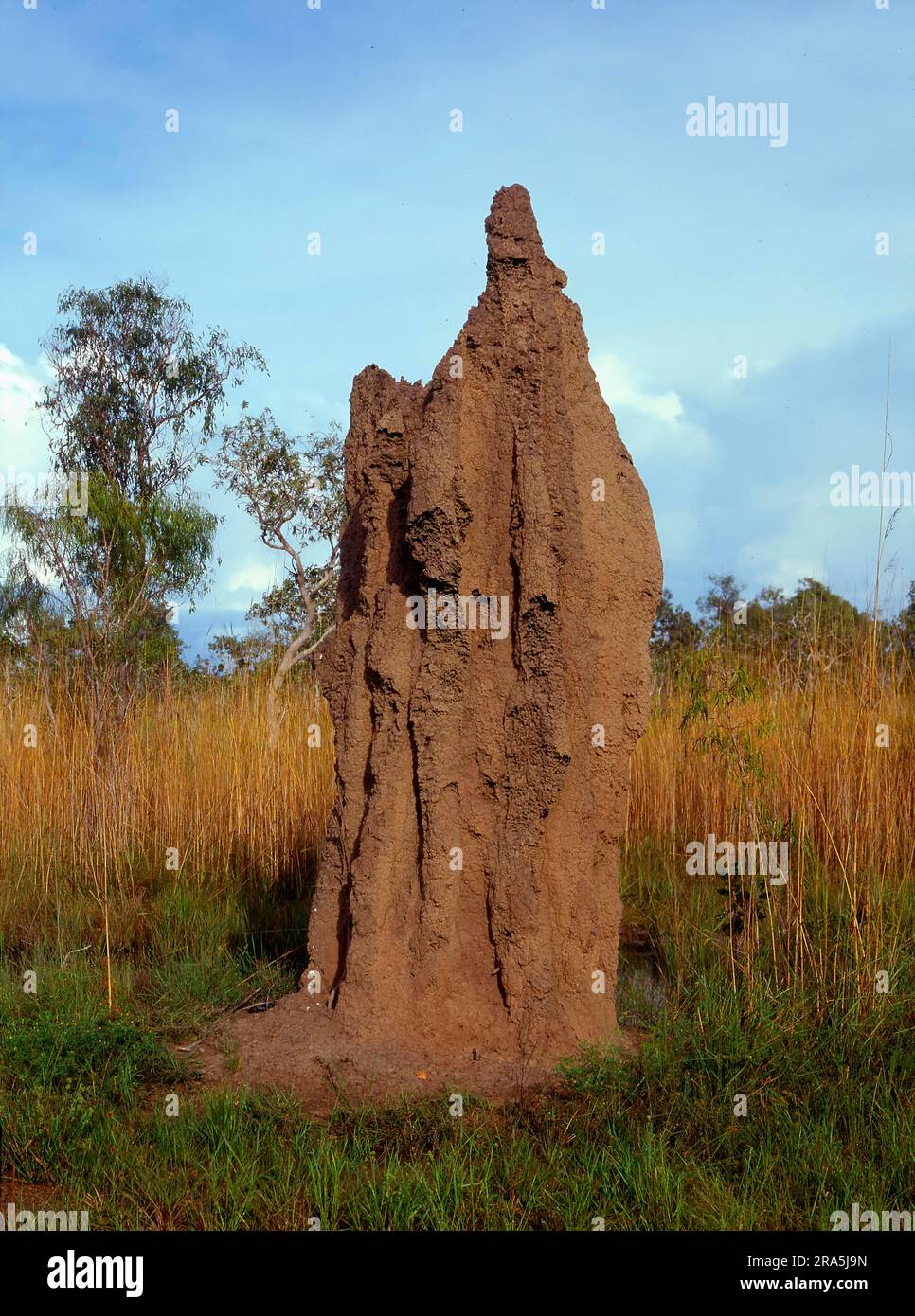 Buildings of the Spinifex-termites, North Australia Stock Photo - Alamy