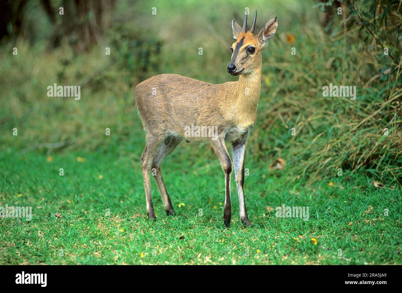 Common duiker (Sylvicapra grimmia Stock Photo - Alamy