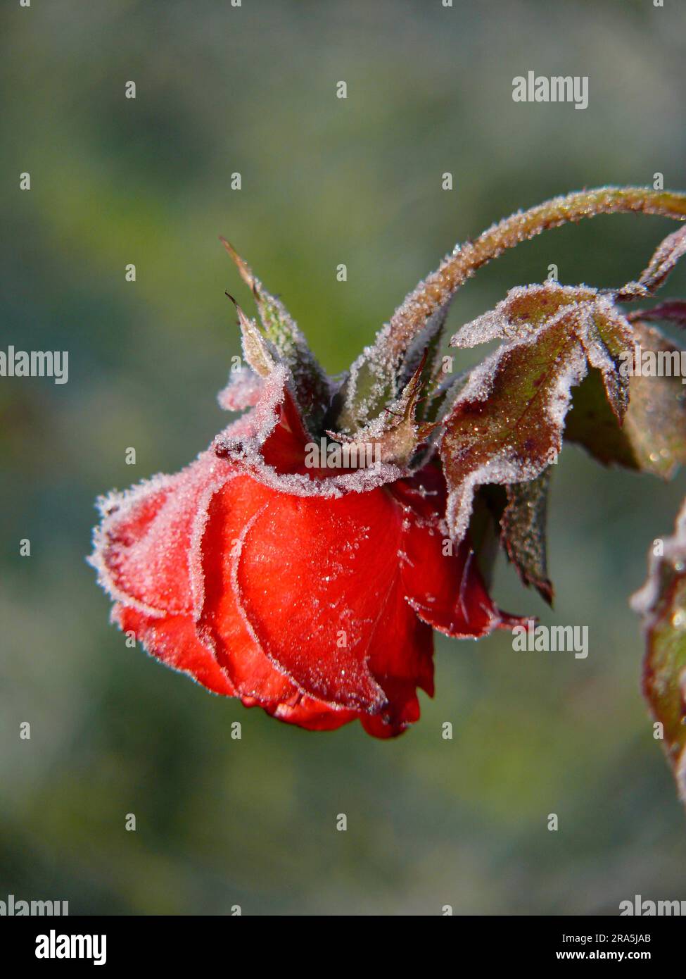 Rose blossom hoarfrost hi-res stock photography and images - Alamy