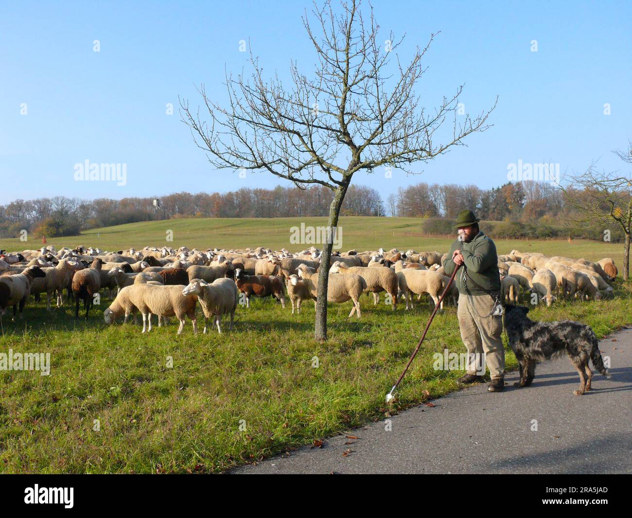 Flock of sheep flock of sheep hi-res stock photography and images - Alamy