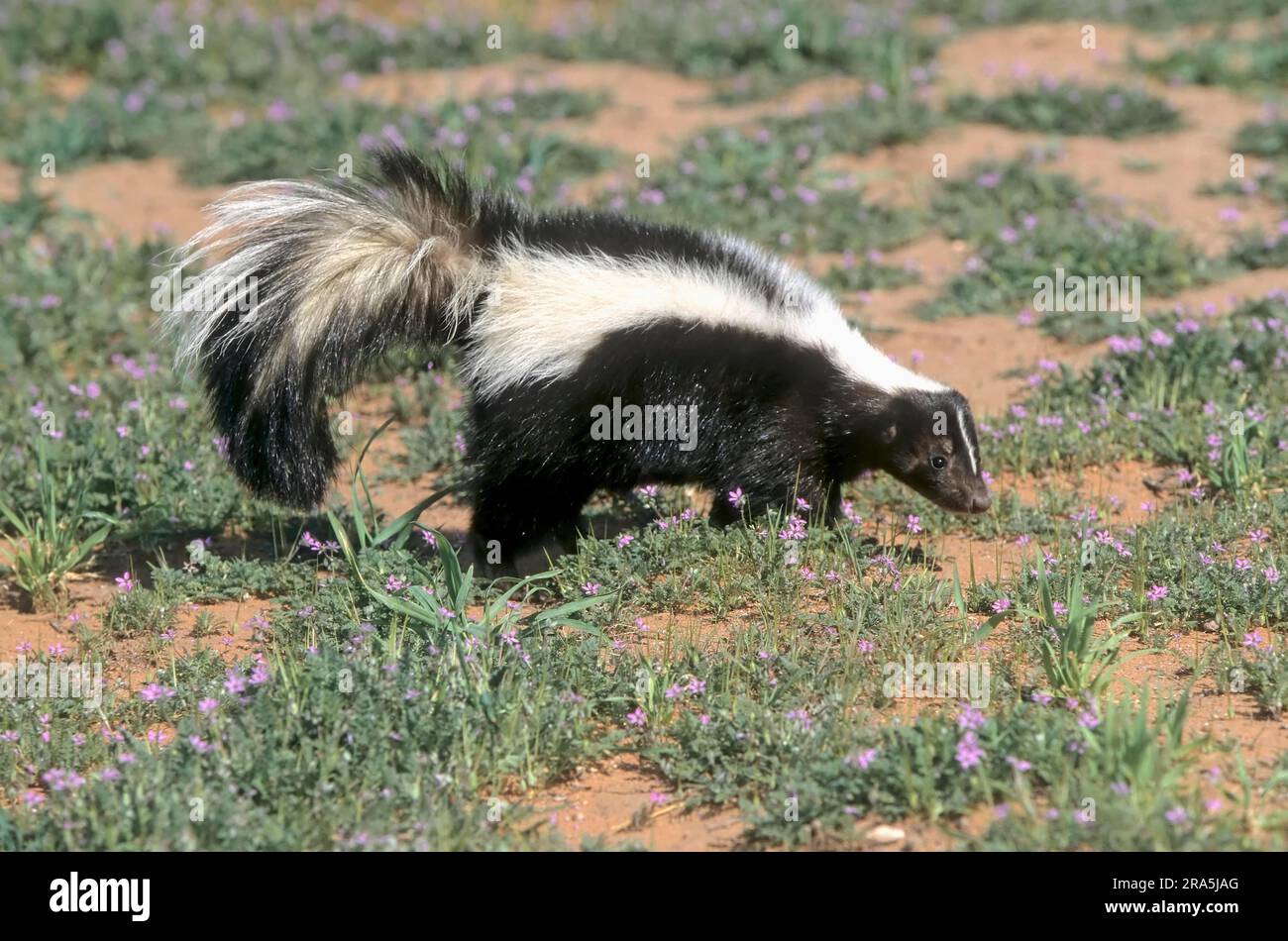 Striped skunk (Mephitis mephitis), skunk Stock Photo - Alamy